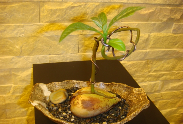 酪梨水耕轉土耕完整指南：步驟解析與常見問題解答